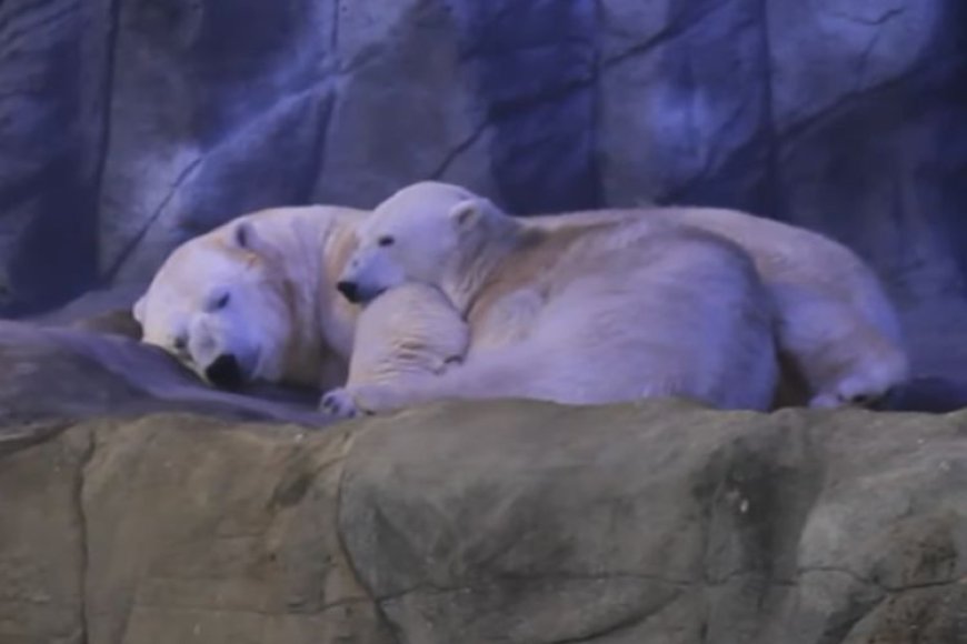 Primeiro Urso Polar da América Latina nasce em São Paulo e recebe o ...